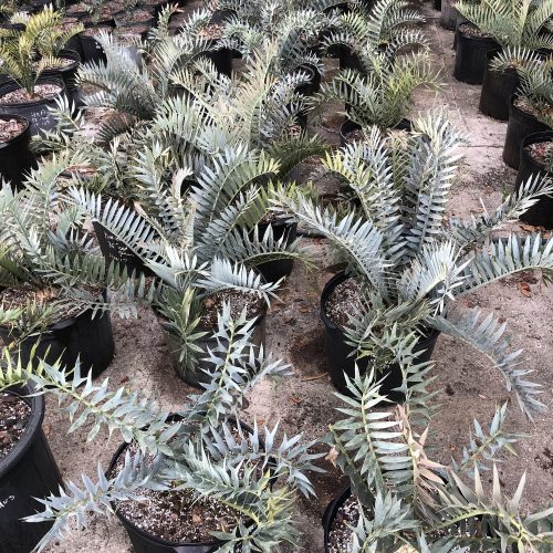Encephalartos » Jones Landscaping Nursery